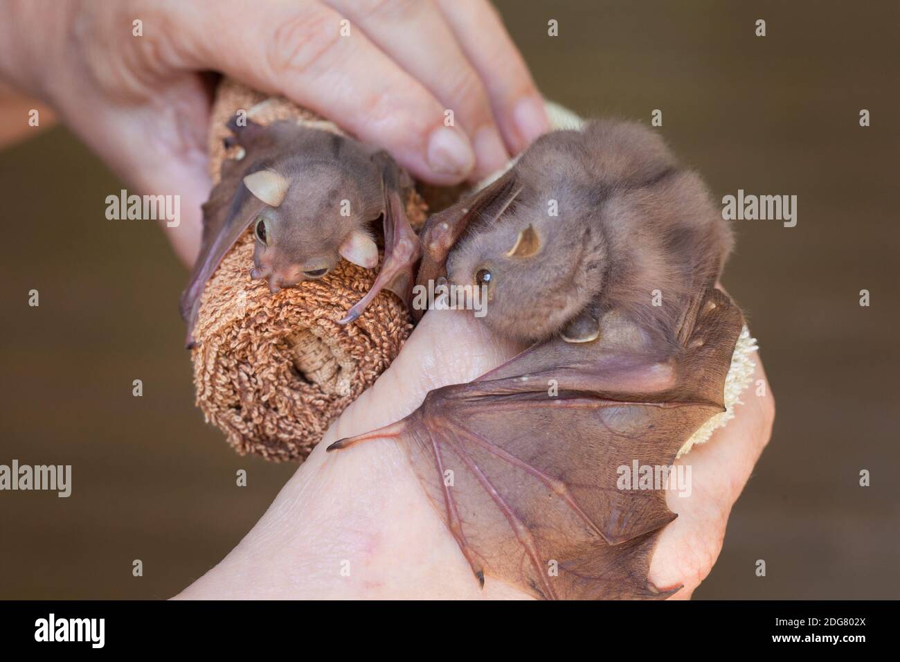 Australian native bats hi-res stock photography and images - Alamy