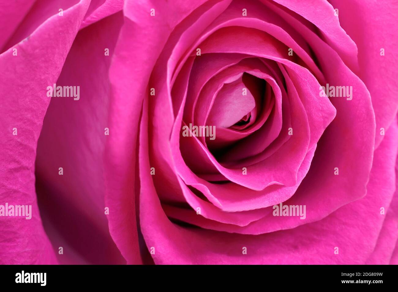 Flower core hi-res stock photography and images - Alamy