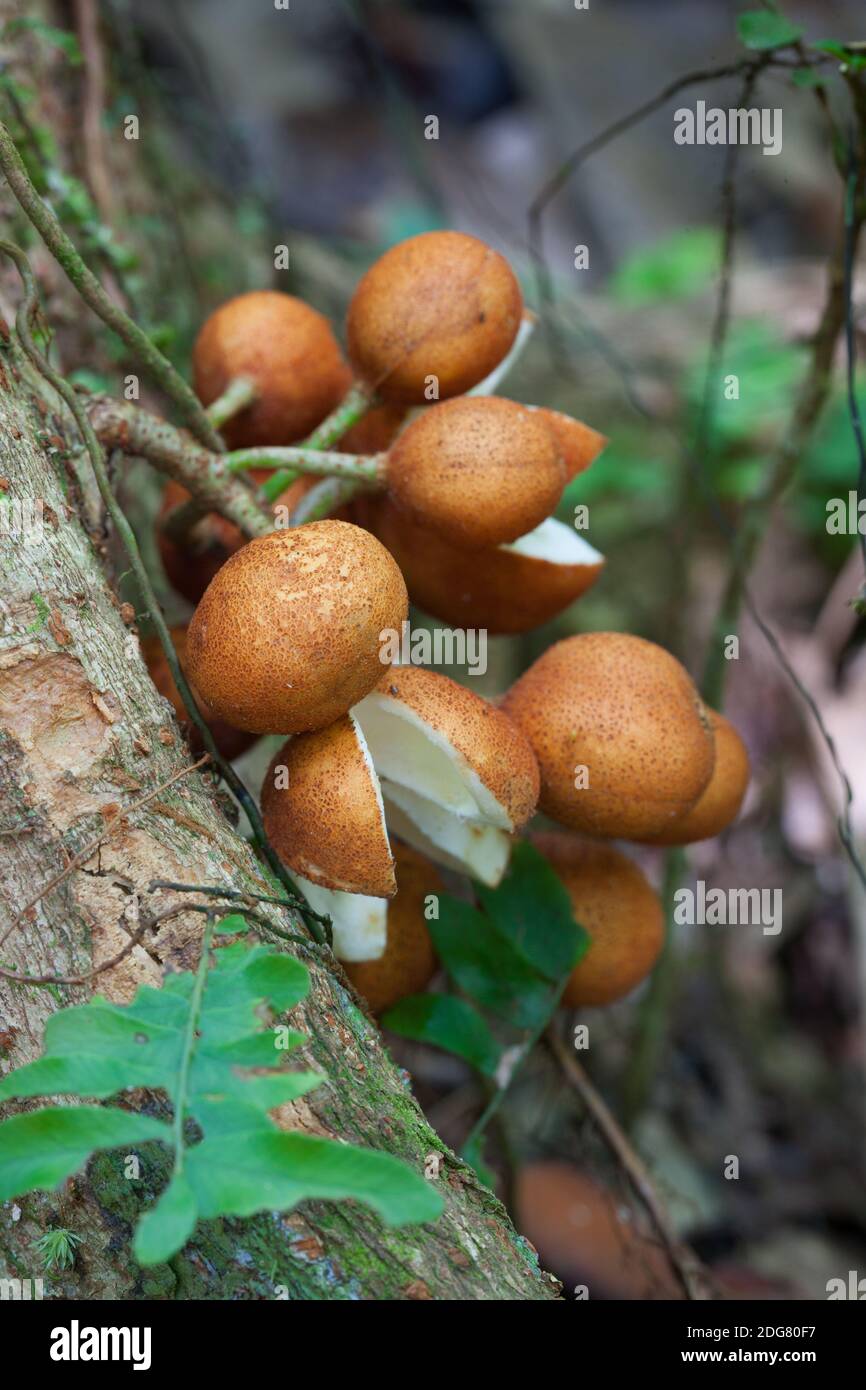 Cauliflorous hi-res stock photography and images - Alamy