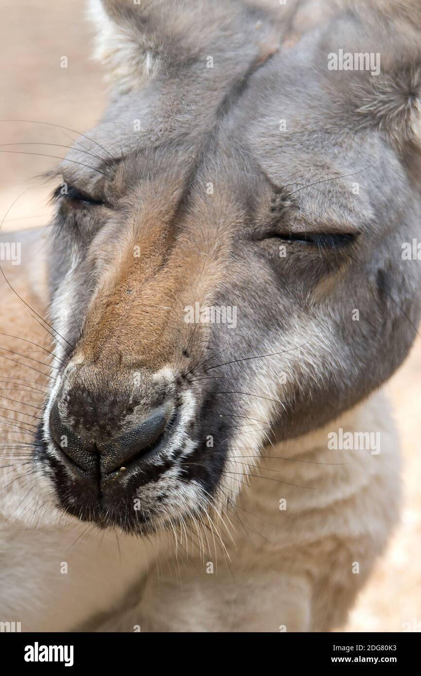 Kangaroo relaxing on ground in the sun Stock Photo - Alamy