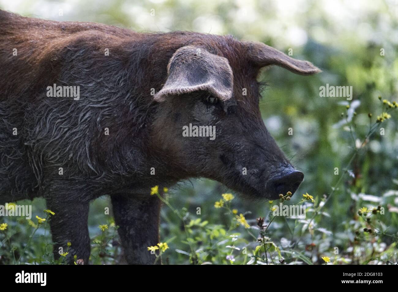 Pig in nature hi-res stock photography and images - Alamy