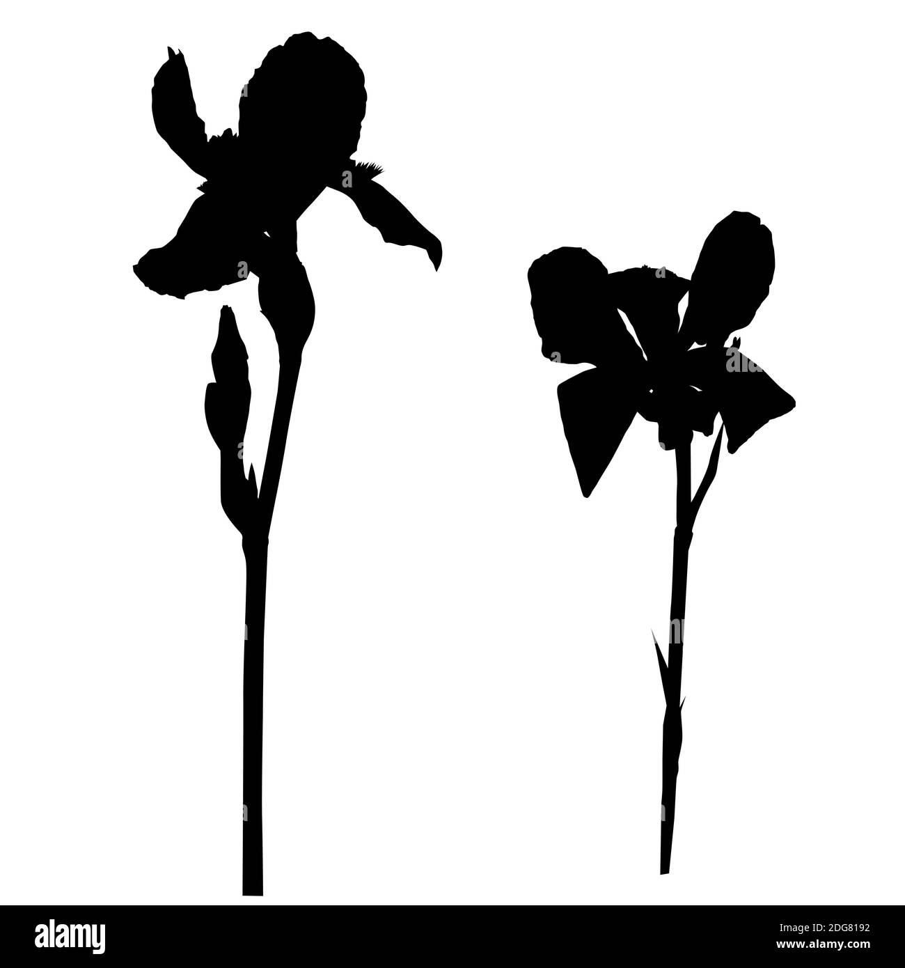 Black iris flower Cut Out Stock Images & Pictures - Alamy