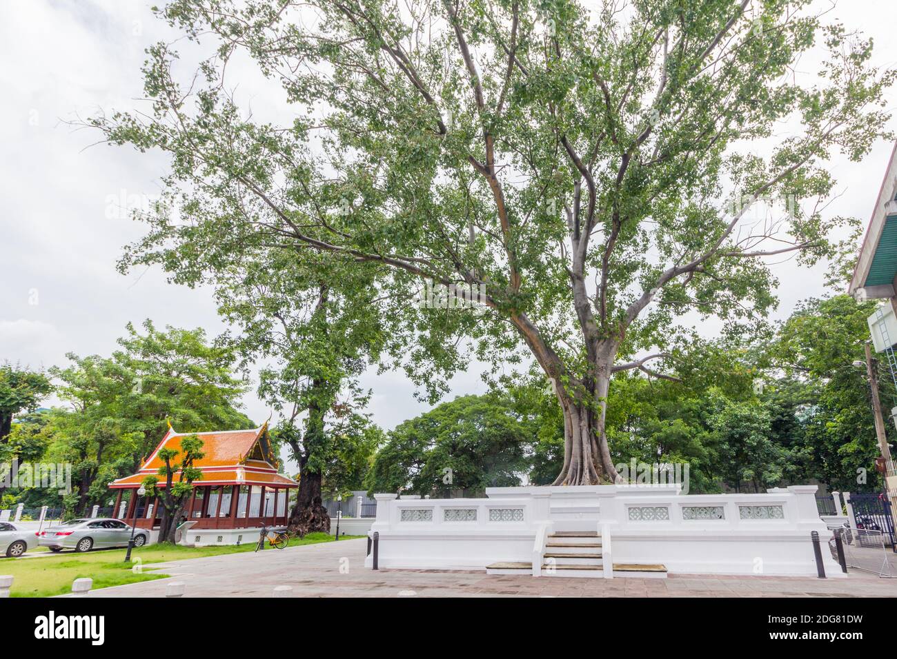 A sacred bodhi tree inside a temple in Bangkok, Thailand Stock Photo ...