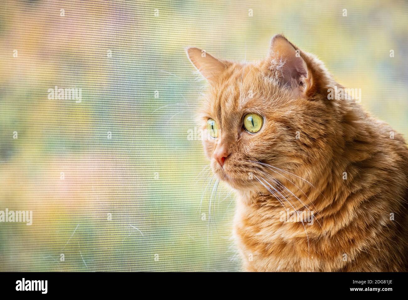 Close up of large Garfield look-alike cat looking with interest out the ...