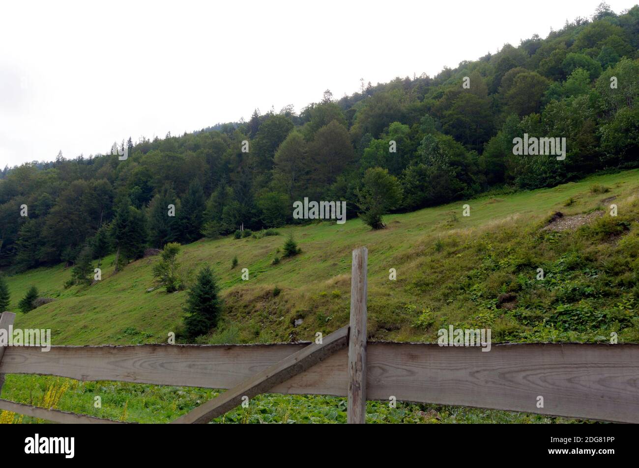View in the woods above wooden fence, in Romania countryside Stock ...