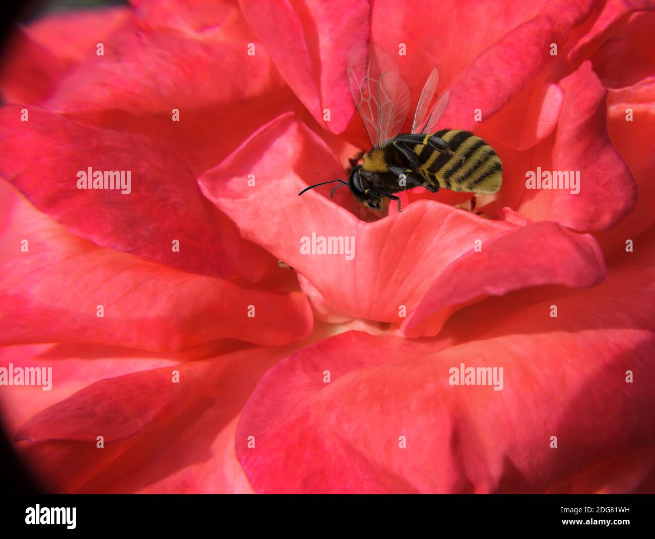 Rose flies hi-res stock photography and images - Alamy