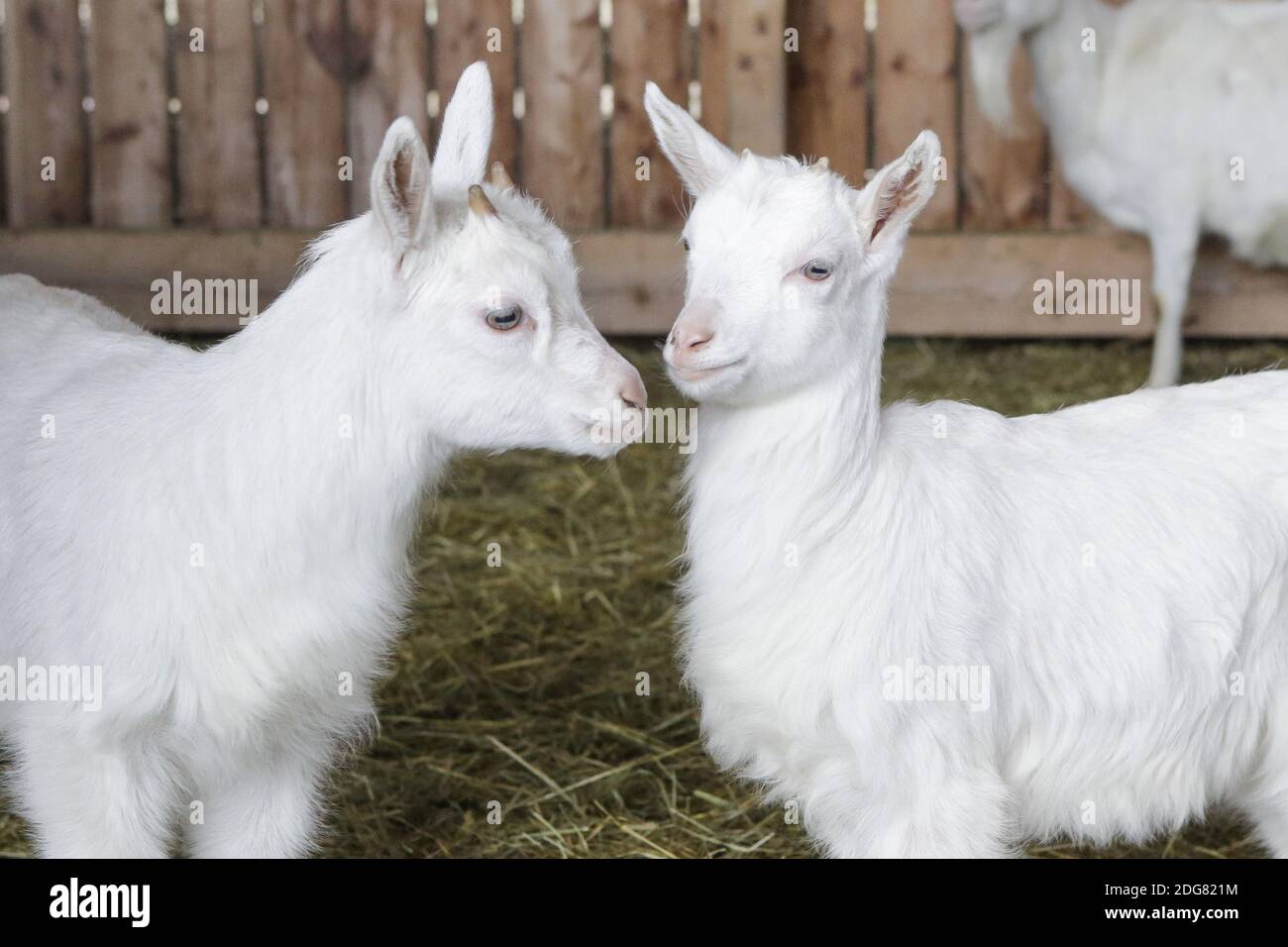 The junior farm hi-res stock photography and images - Alamy