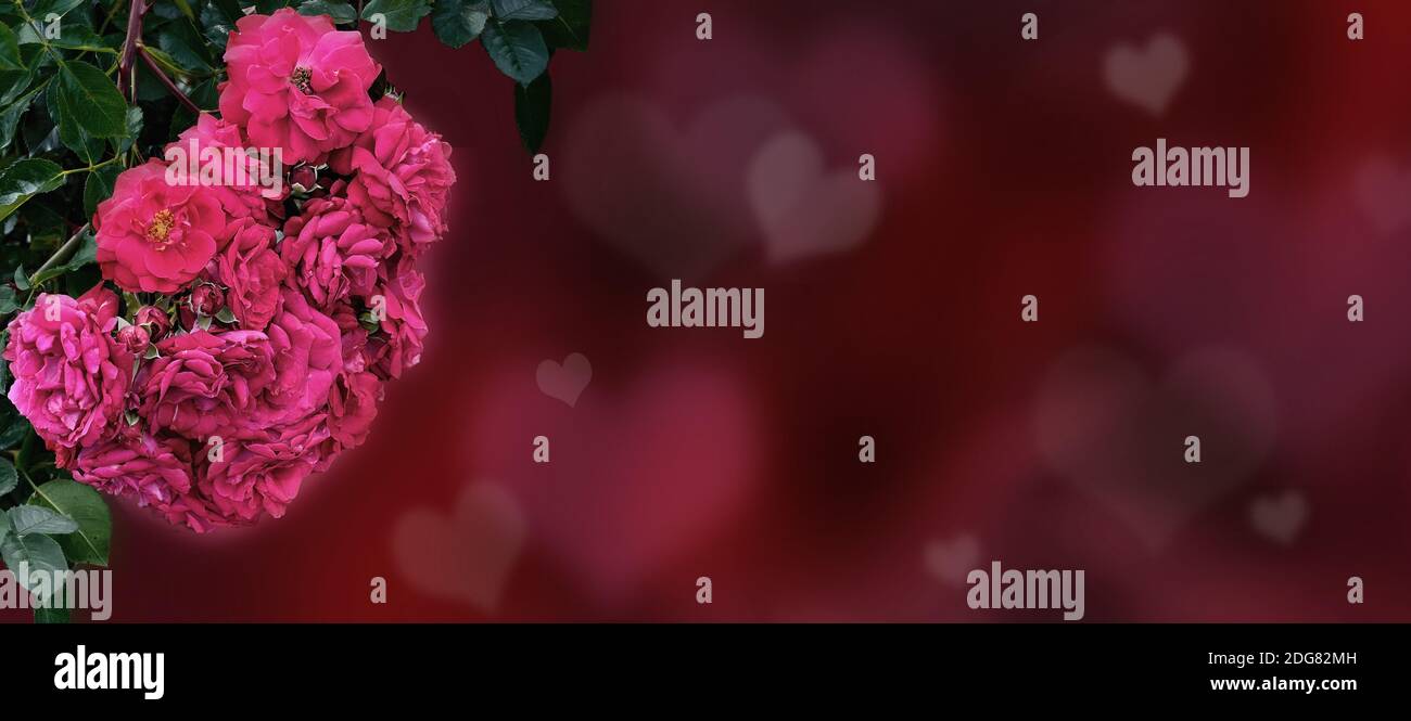 Facebook Covers Flowers Rose