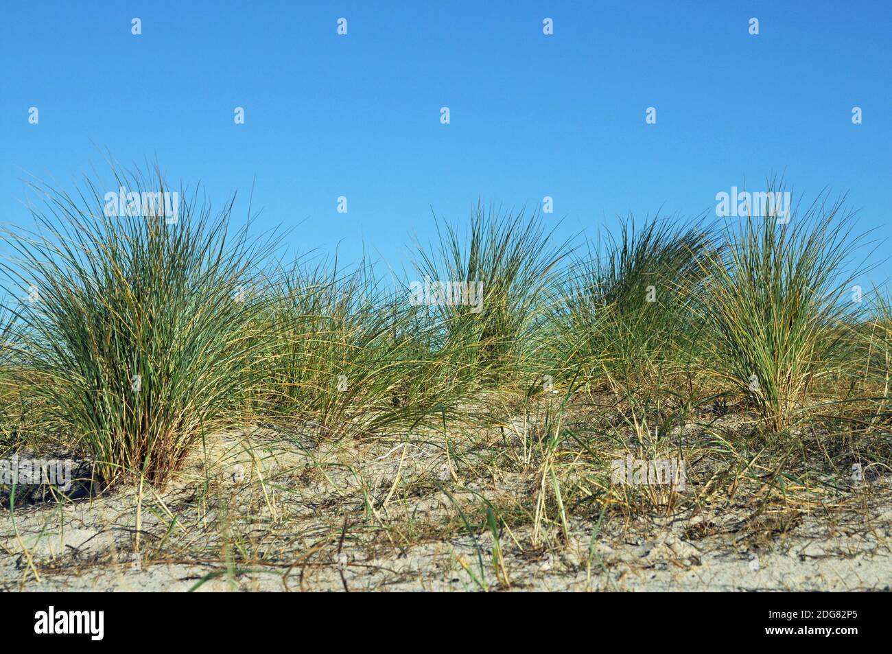 Detail of the beach grass hi-res stock photography and images - Alamy