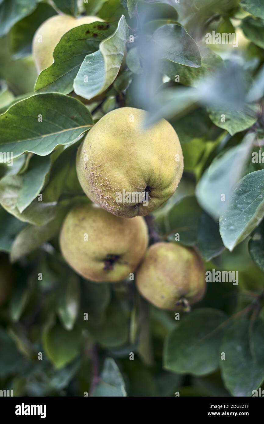 Apfelquitte hi-res stock photography and images - Alamy