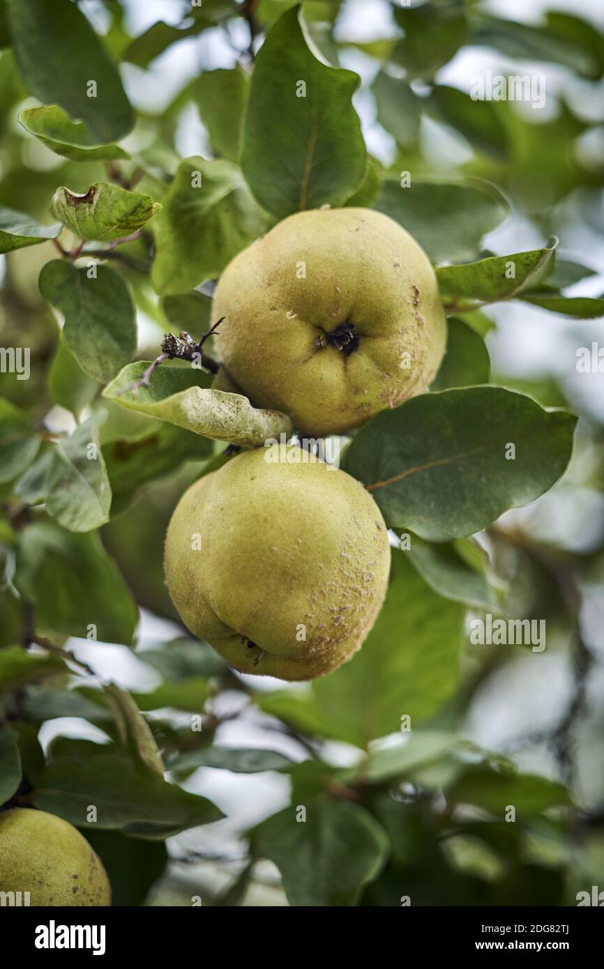 Apfelquitte hi-res stock photography and images - Alamy
