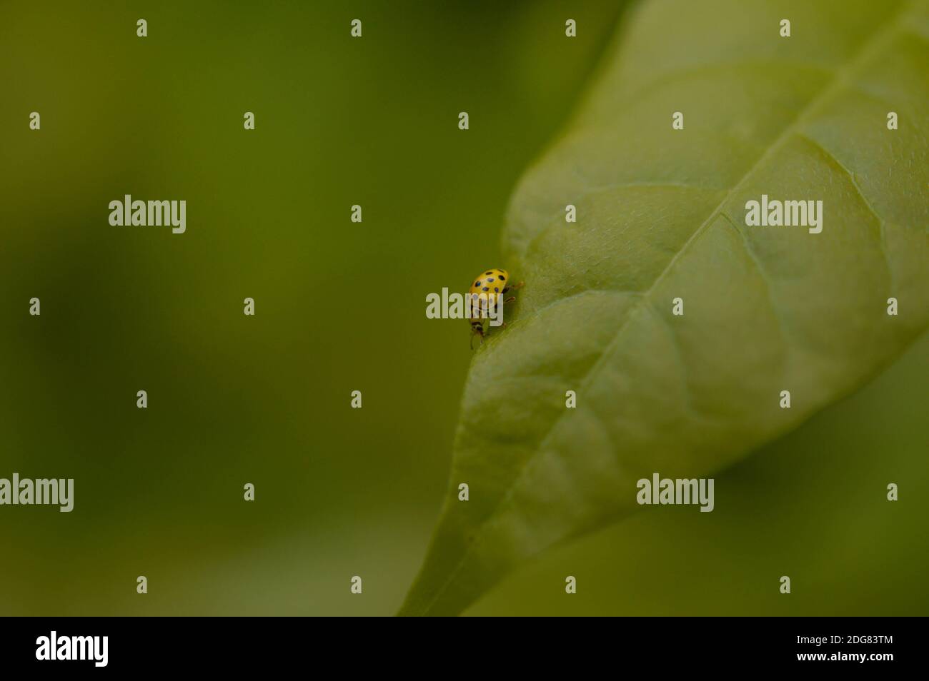 Yellow ladybug, small yellow beetle with black spots on a green leaf ...
