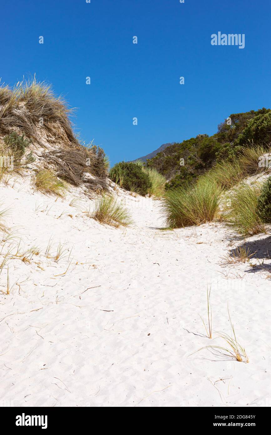 Coastal sand dune landscape with Fynbos and wild grasses of Fish Hoek ...