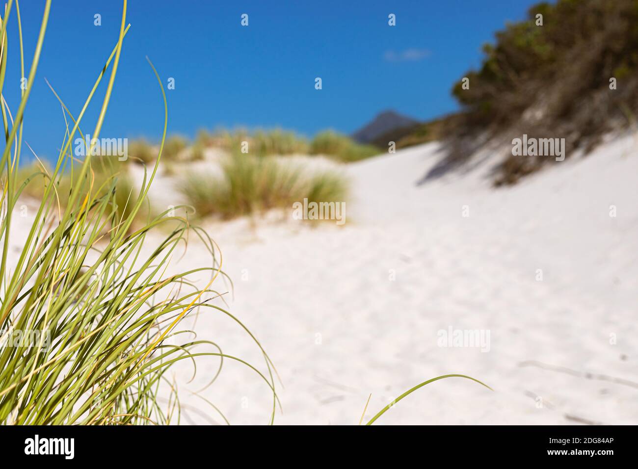 Coastal sand dune landscape with Fynbos and wild grasses of Fish Hoek ...
