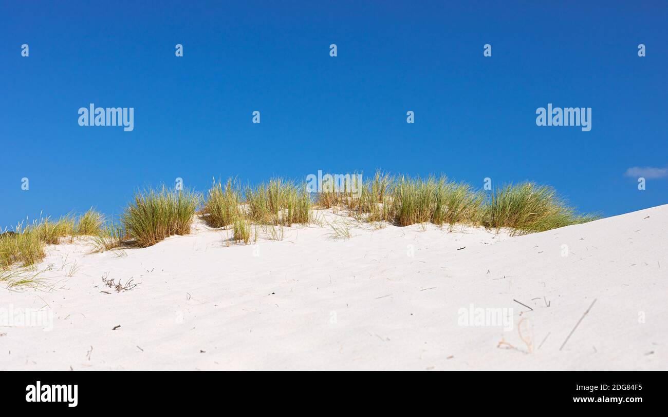 Coastal sand dune landscape with Fynbos and wild grasses of Fish Hoek ...