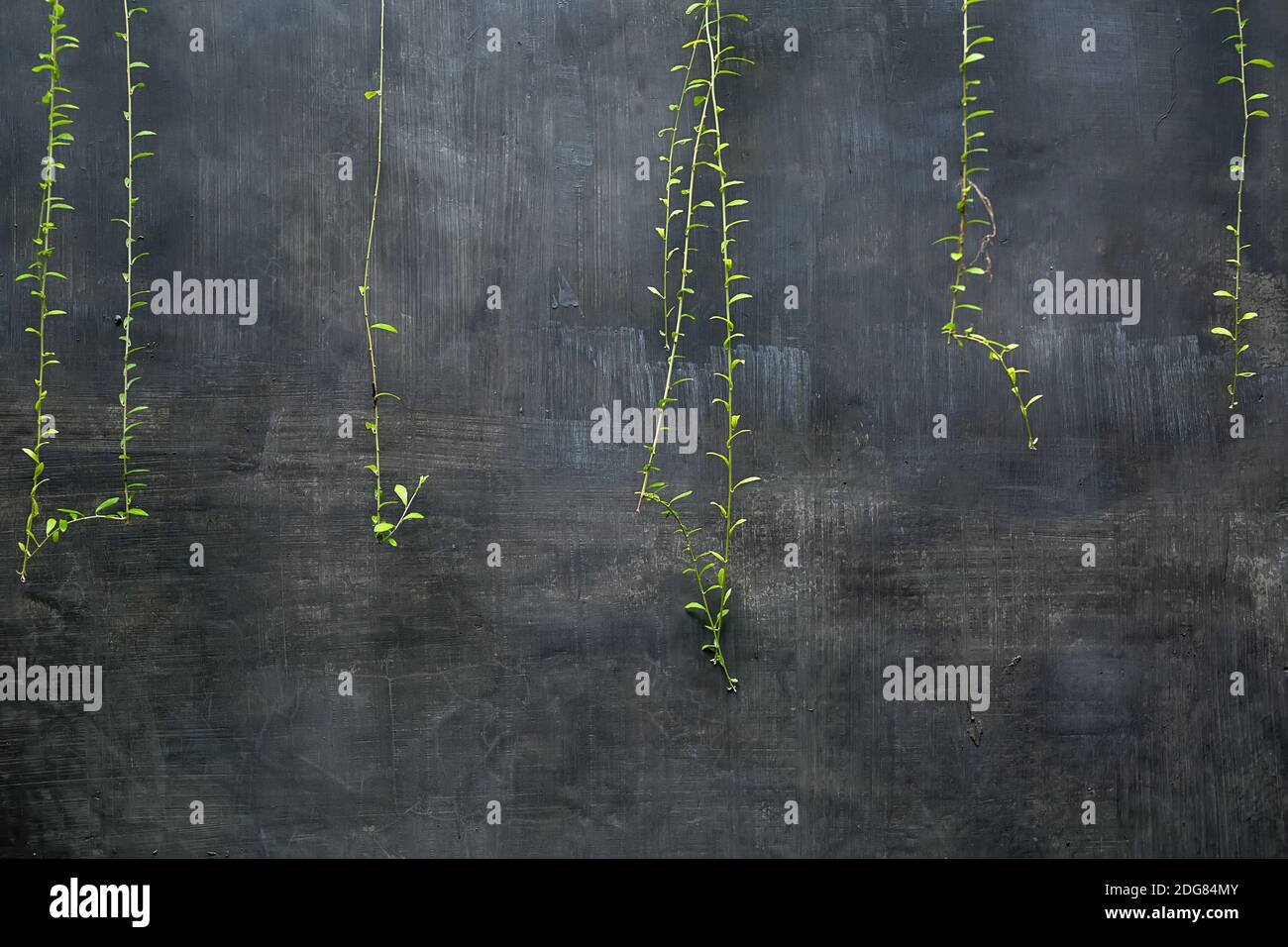 Hanging vegetation hi-res stock photography and images - Alamy