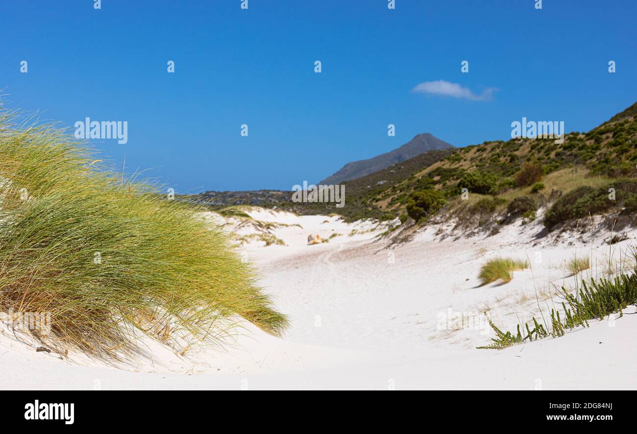 Coastal sand dune landscape with Fynbos and wild grasses of Fish Hoek ...