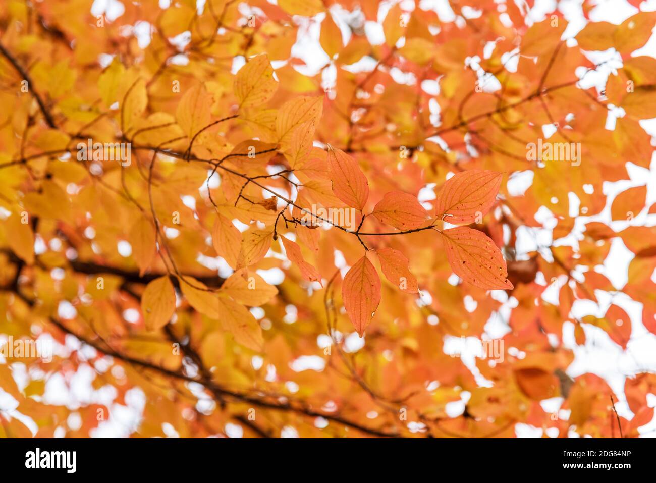 Colorful autumn maple leaves on a tree branch Stock Photo - Alamy