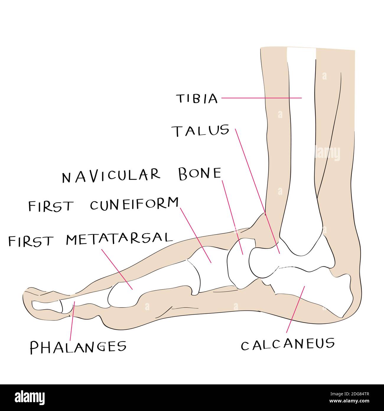 Medial anatomy foot hi-res stock photography and images - Alamy