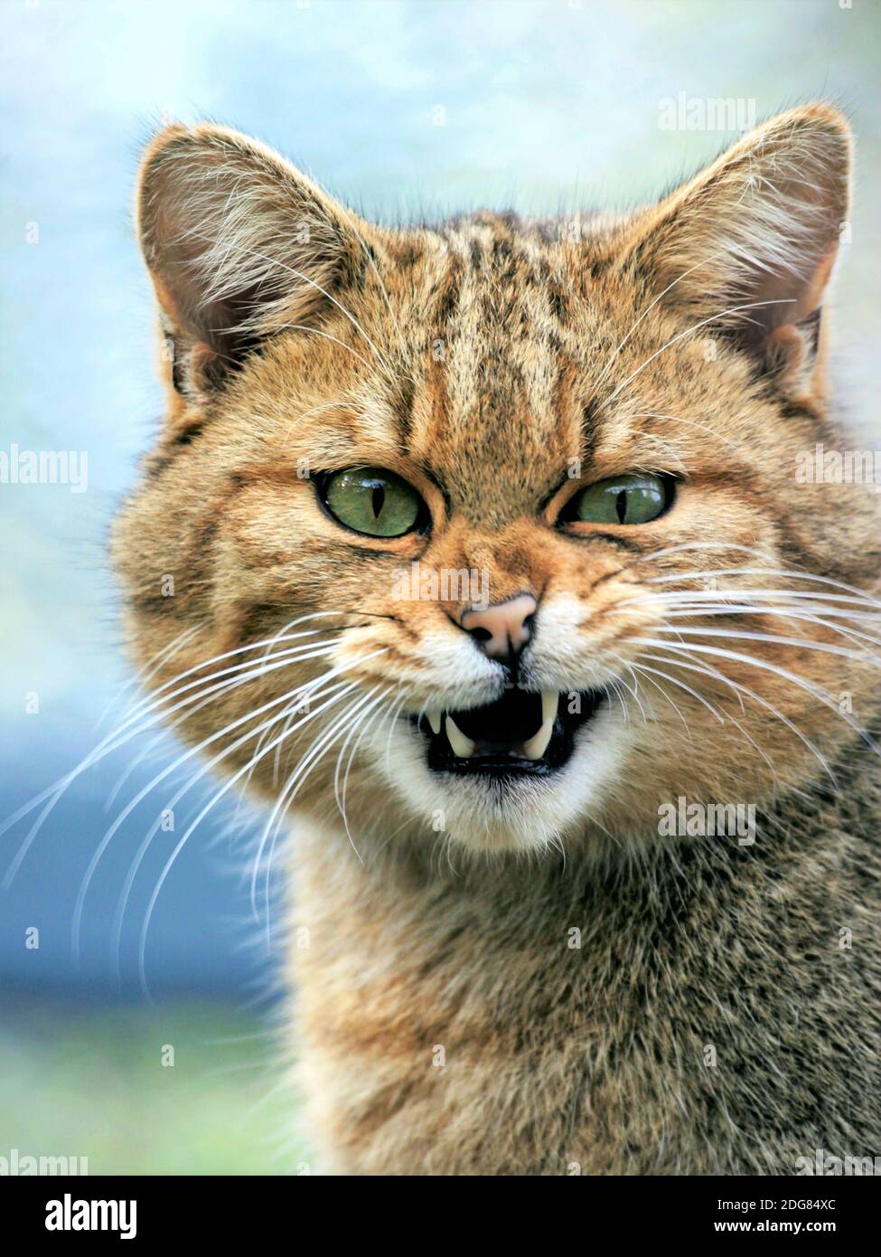 European Wildcat hissing, portrait closeup, Felis silvestris Stock ...