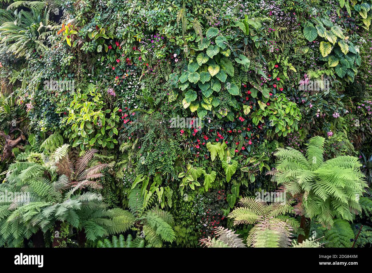 Colorful plants and flowers Stock Photo - Alamy