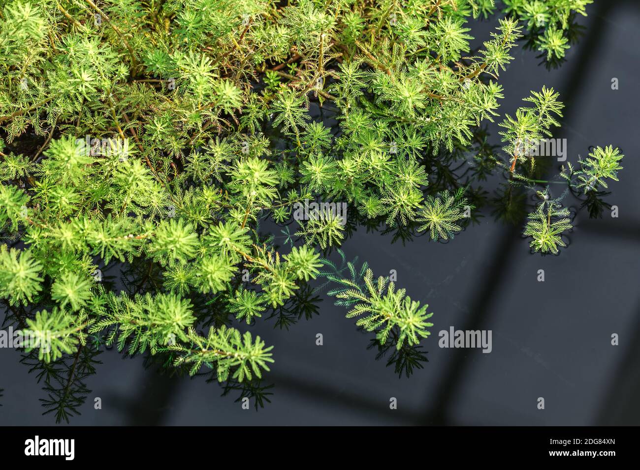 Plant with small green branches Stock Photo - Alamy