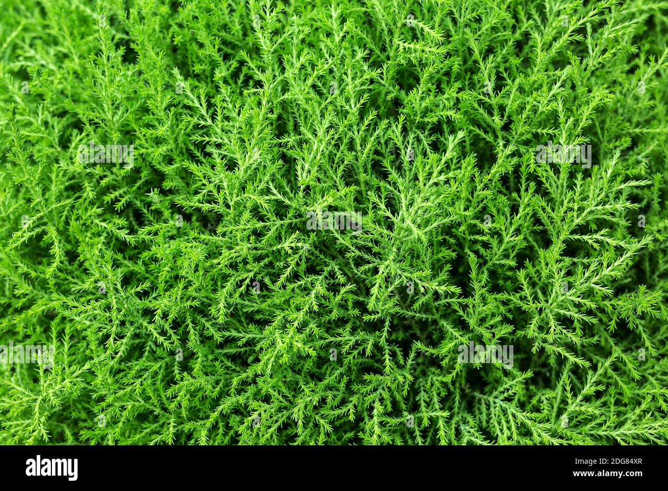 Branches of small bush hi-res stock photography and images - Alamy