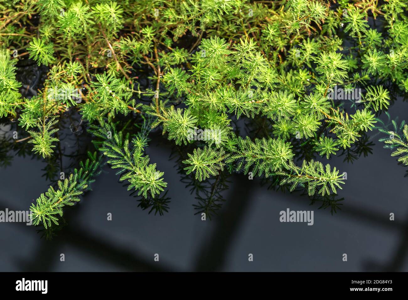 Plant with small green branches Stock Photo - Alamy