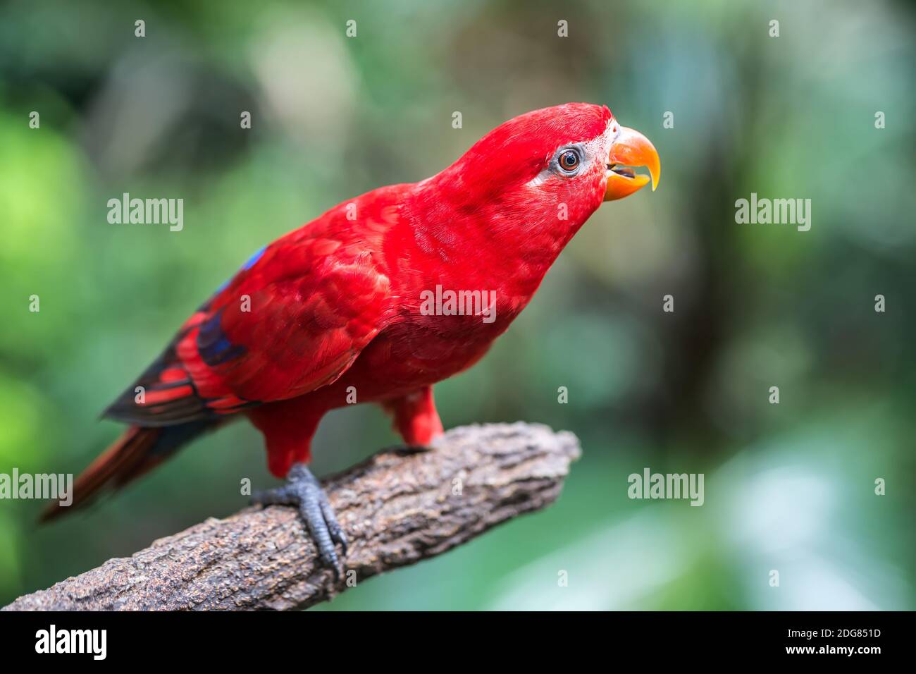 Parrot at the singapore zoological hi-res stock photography and images ...