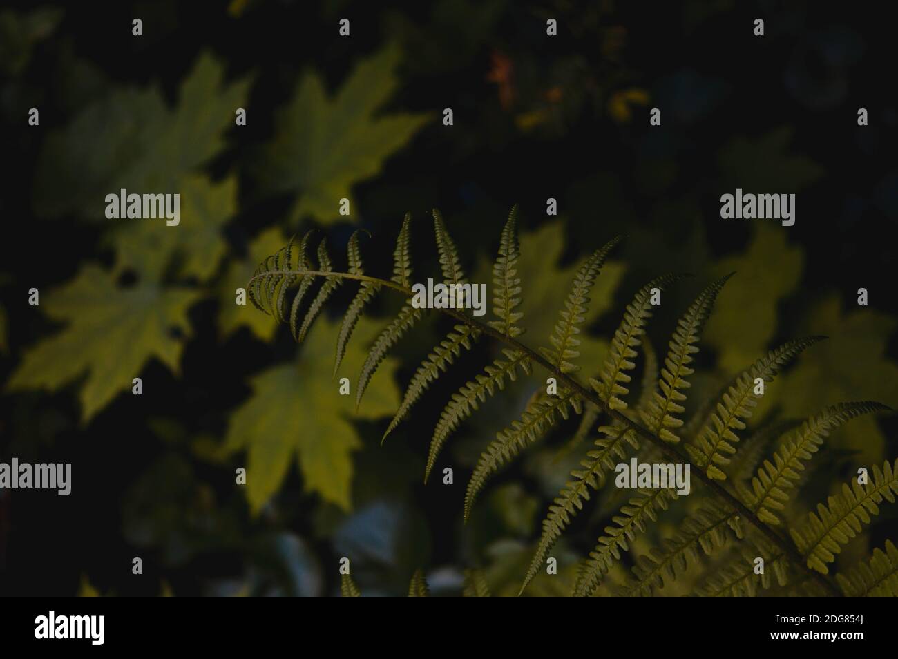 Fern leaf in nature, green leaf moody background, dark Stock Photo - Alamy