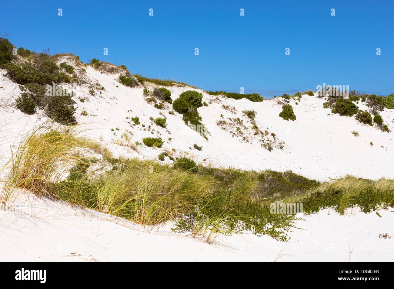 Coastal sand dune landscape with Fynbos and wild grasses of Fish Hoek ...