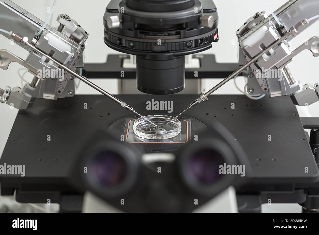 Laboratory fertilization in IVF microscope Stock Photo - Alamy