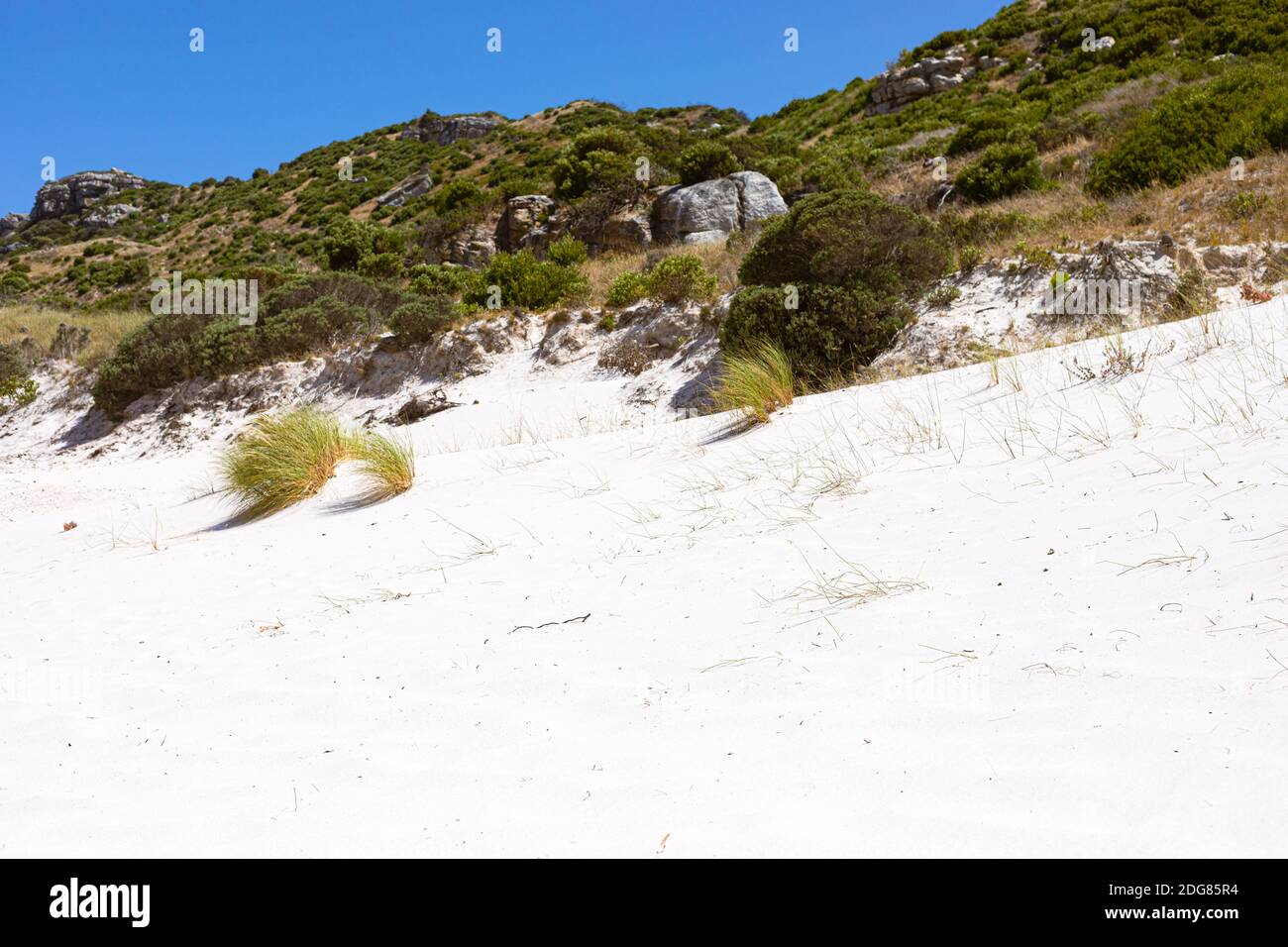 Coastal sand dune landscape with Fynbos and wild grasses of Fish Hoek ...