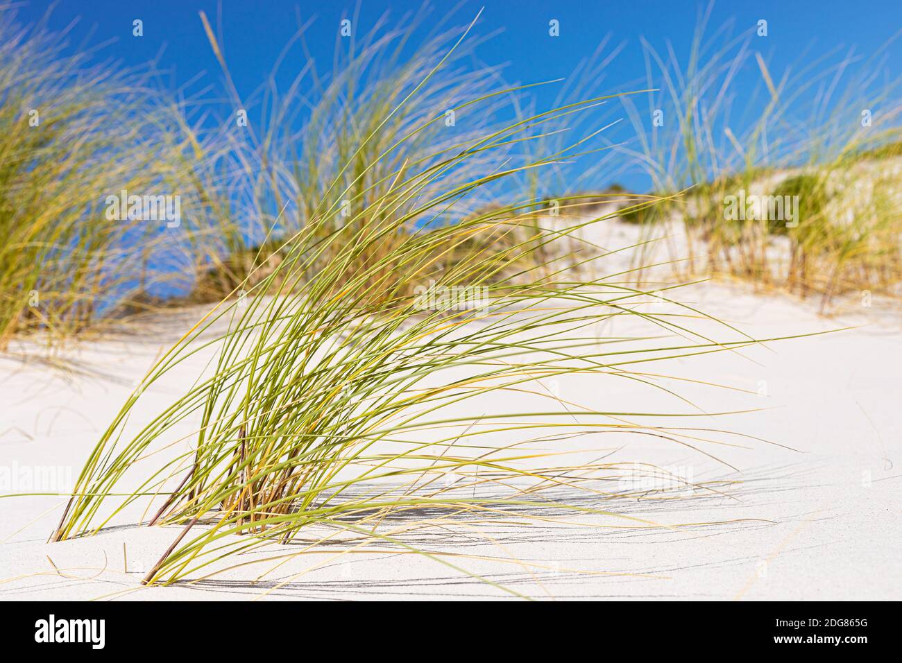 Coastal sand dune landscape with Fynbos and wild grasses of Fish Hoek ...