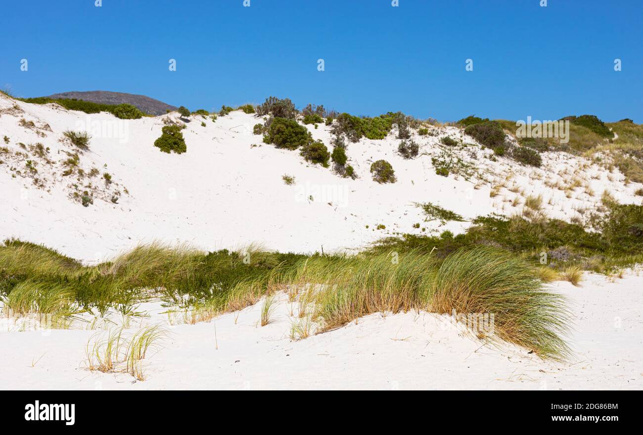 Coastal sand dune landscape with Fynbos and wild grasses of Fish Hoek ...