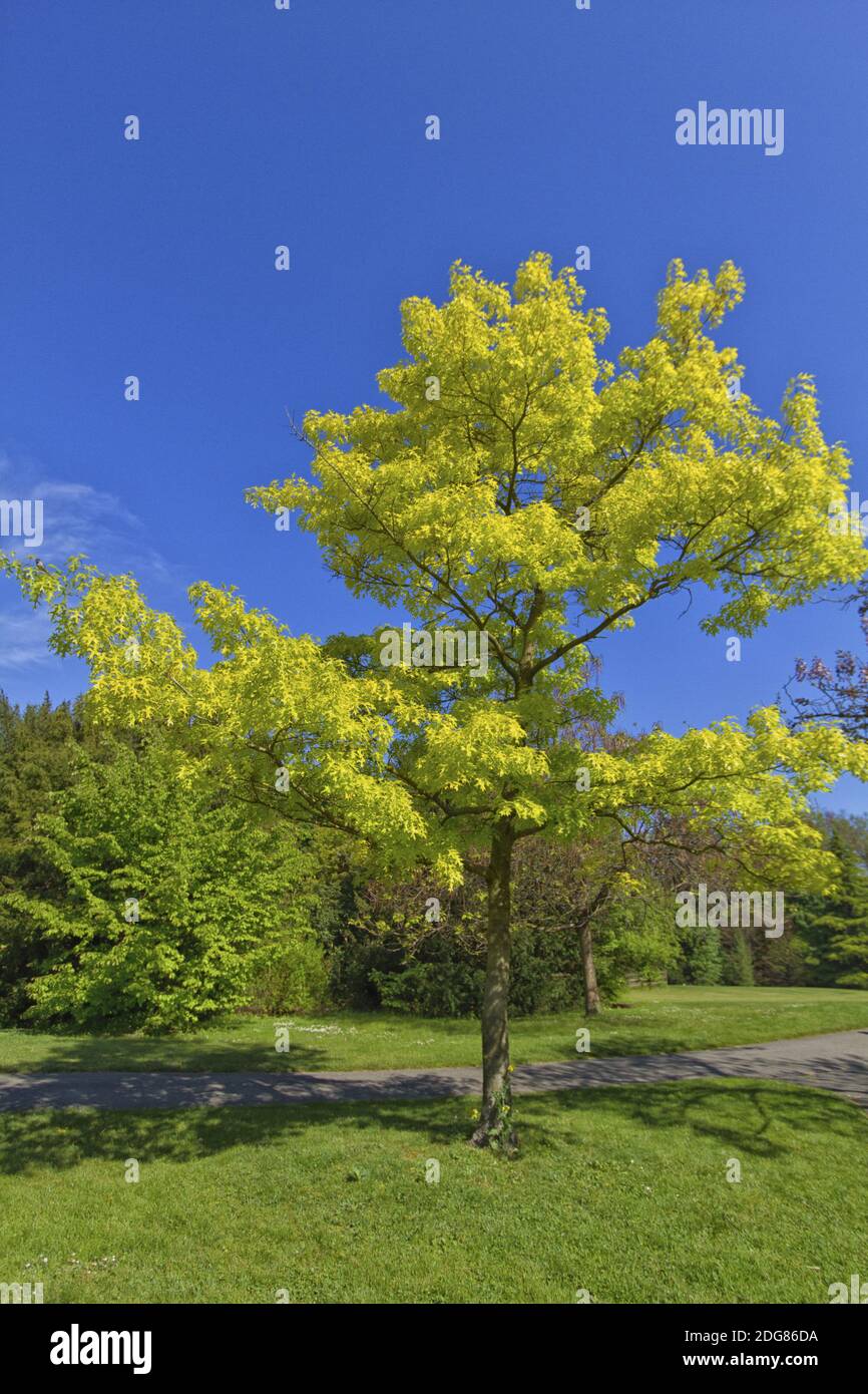 Spring green tree hi-res stock photography and images - Alamy