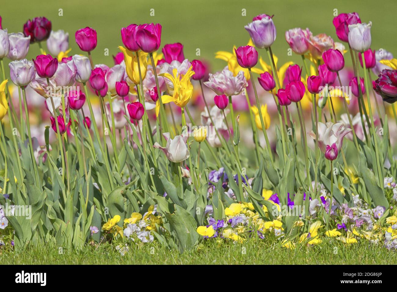 Colorful tulips background pink Stock Photo - Alamy