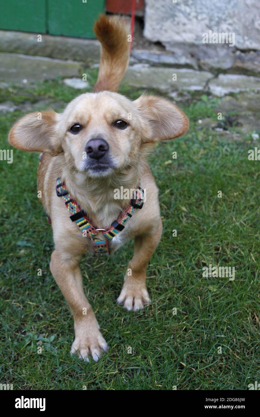 Podenco maneto hi-res stock photography and images - Alamy