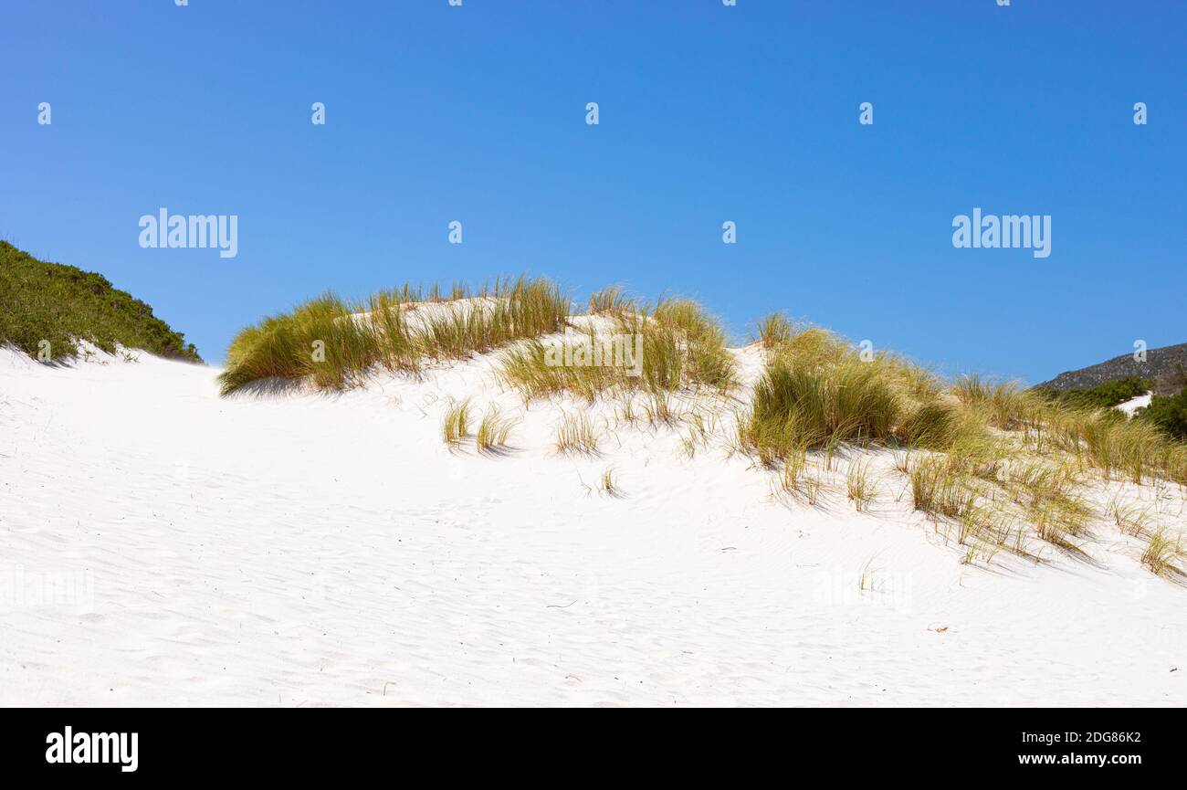 Coastal sand dune landscape with Fynbos and wild grasses of Fish Hoek ...