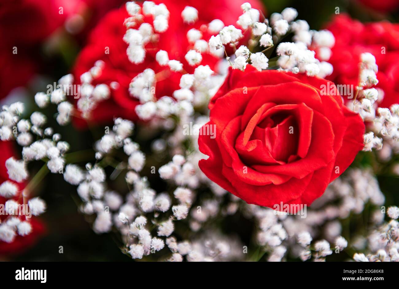 Valentine red roses bouquet as a natural background Stock Photo - Alamy