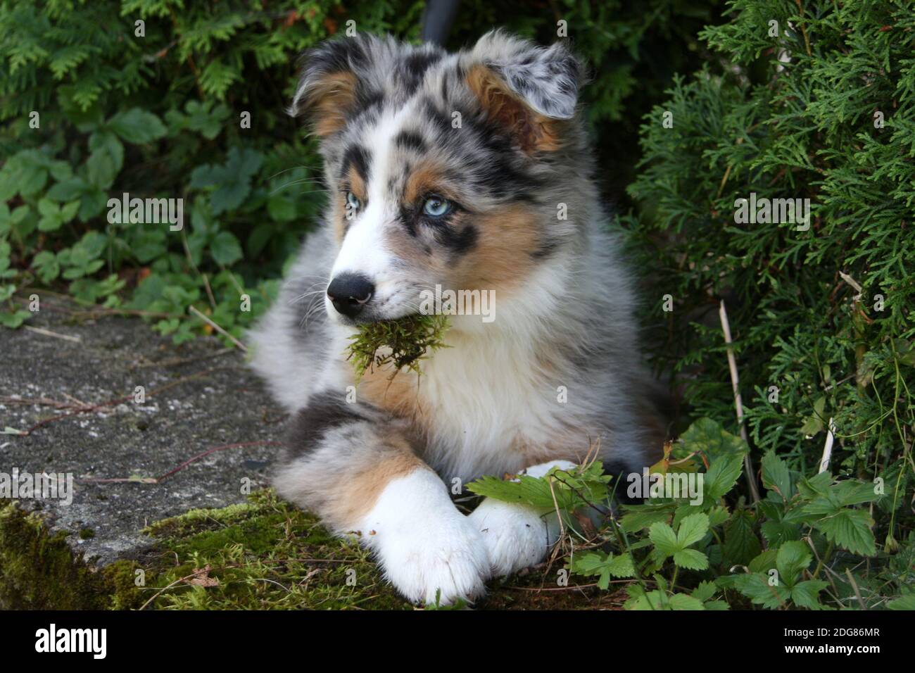 Aussie hi-res stock photography and images - Alamy