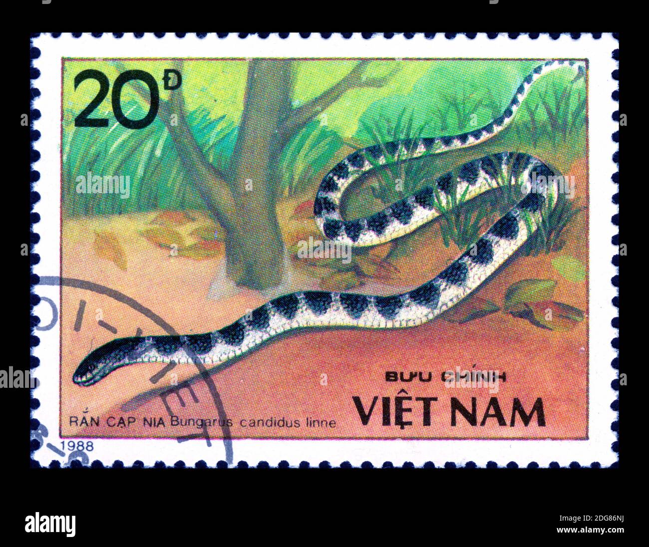 Sea Snake In Vietnam