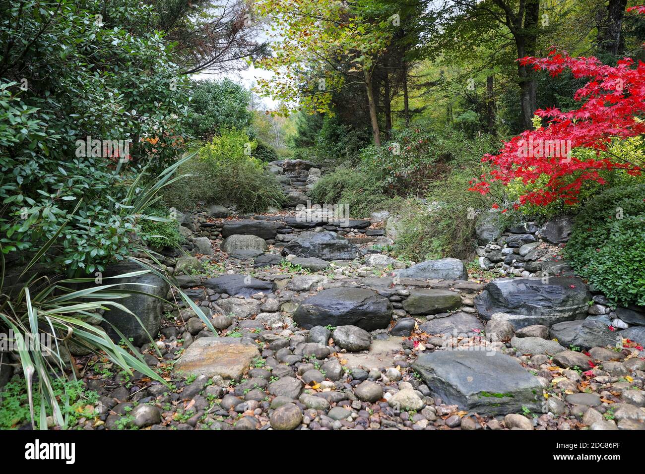 Stream bed forest during hi-res stock photography and images - Alamy
