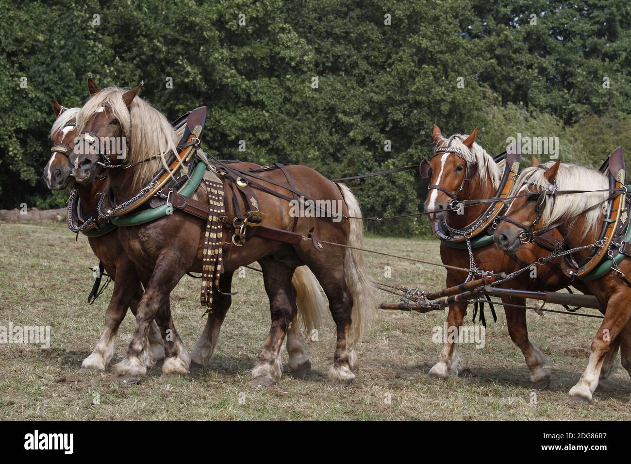 Noriker horse hi-res stock photography and images - Alamy