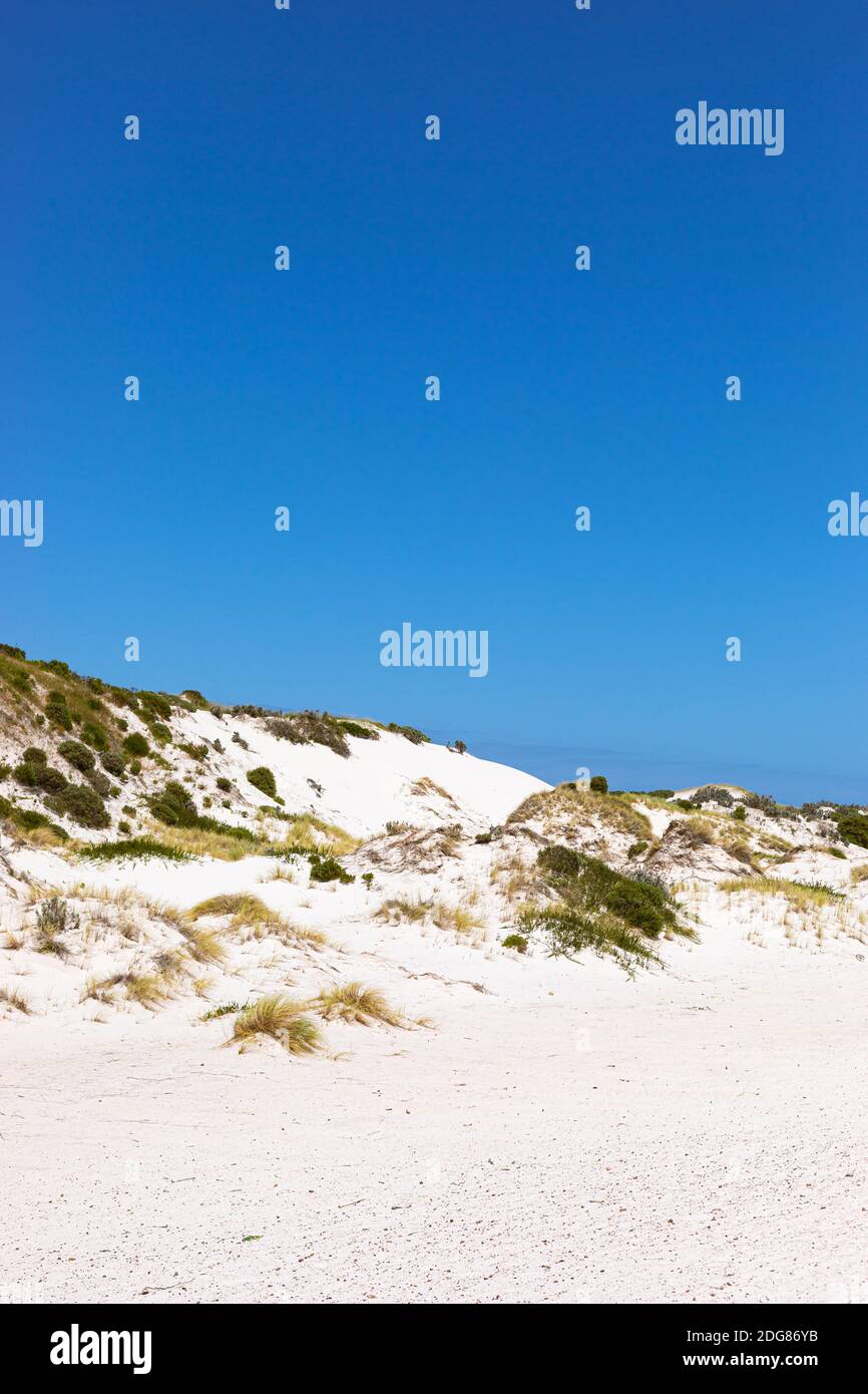 Coastal sand dune landscape with Fynbos and wild grasses of Fish Hoek ...