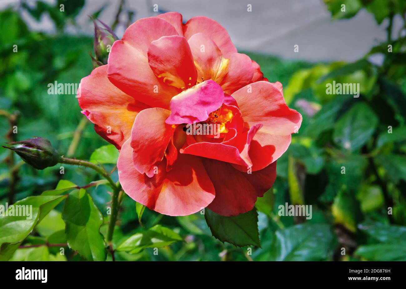 Beautiful red fragrant rose under hi-res stock photography and images ...