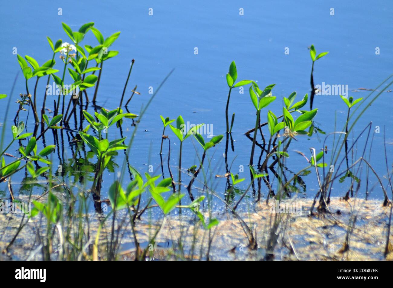 Marsh Plants