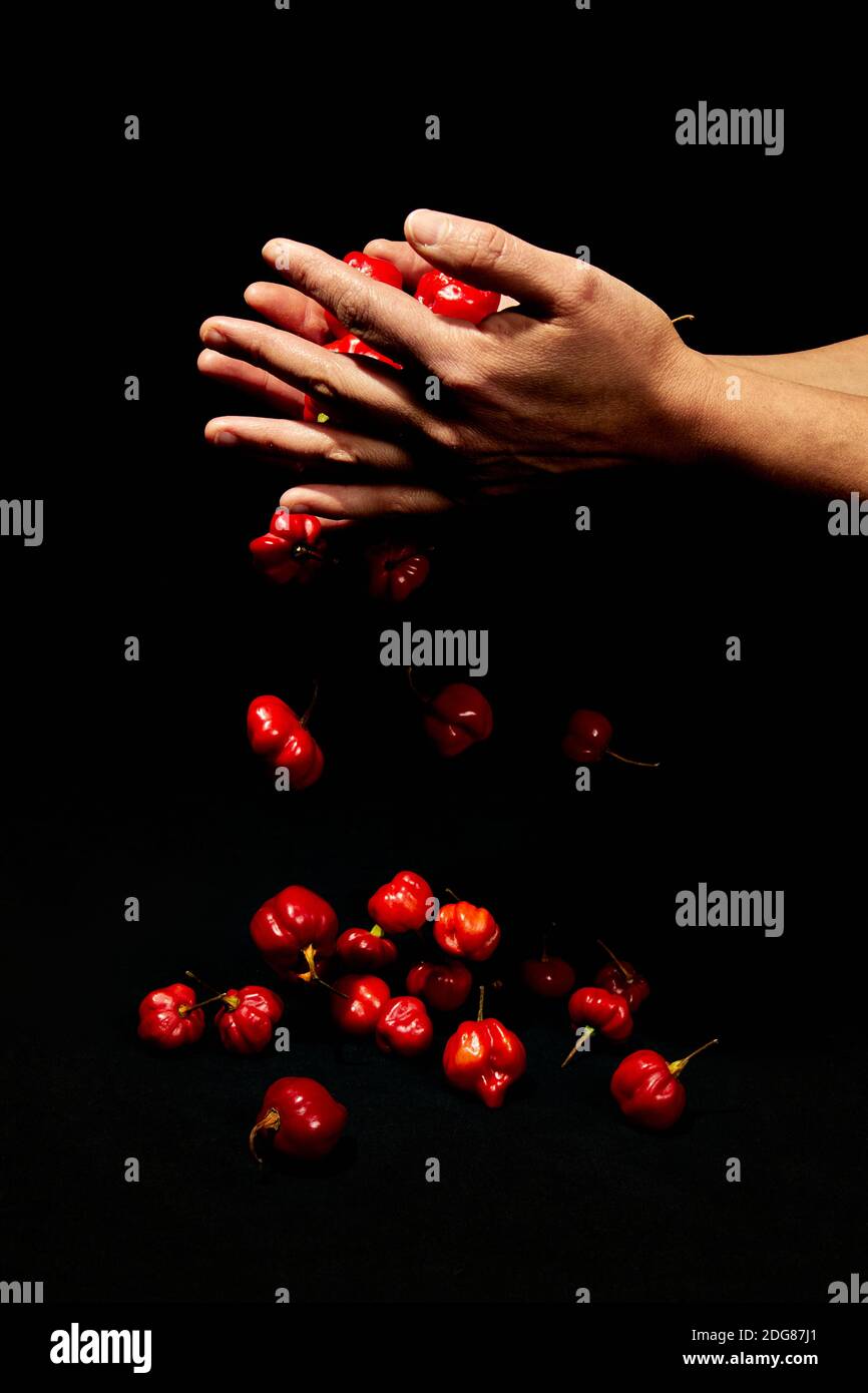 Hands holding red hot chili habanero peppers. Spicy, cuisine and ...