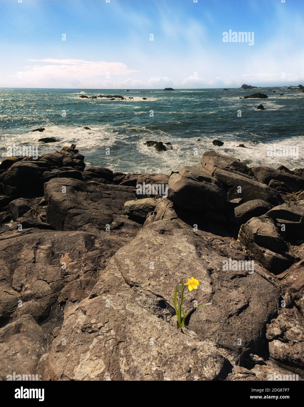 Flower from rock hi-res stock photography and images - Alamy