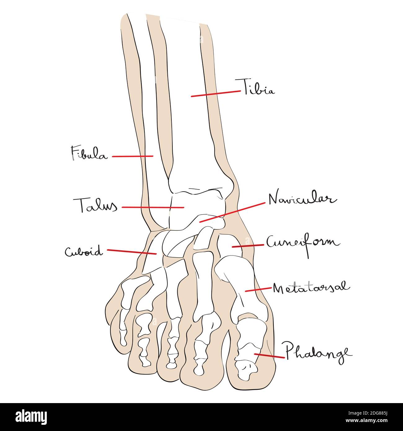 Front view foot bones text Stock Photo - Alamy